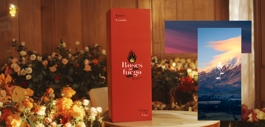 All Volcanic Rose Collections – Roses del fuego