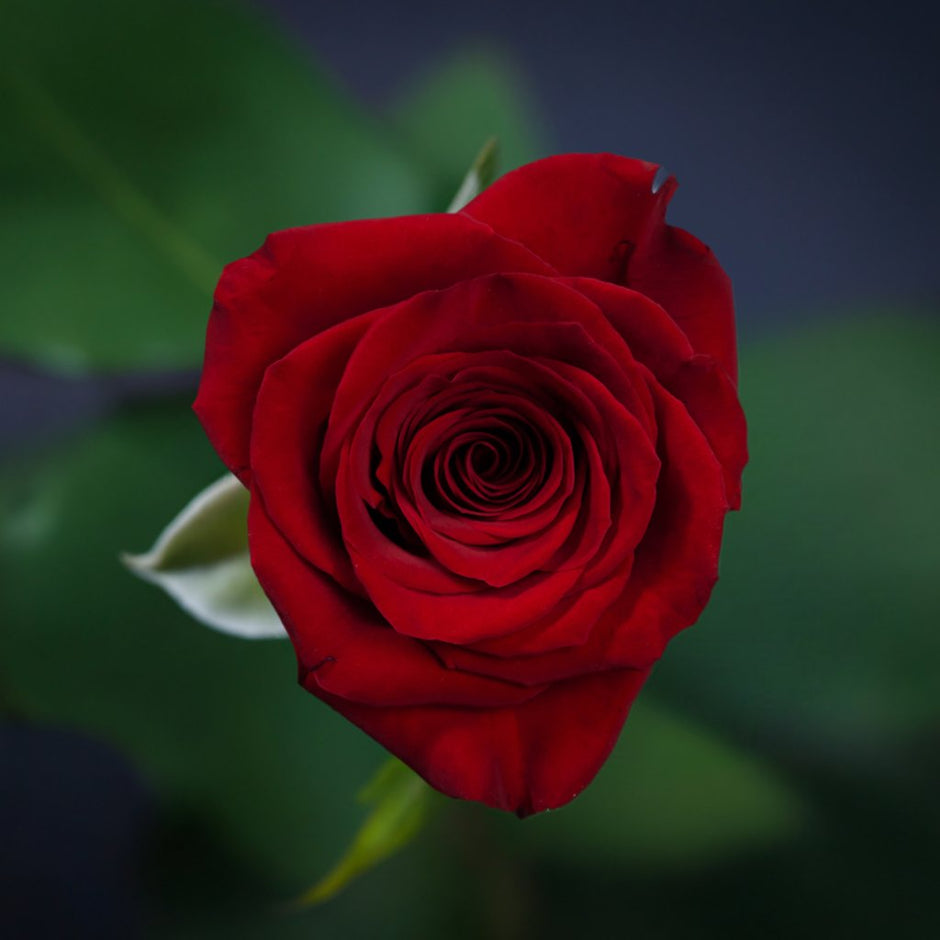 All Volcanic Rose Collections – Roses del fuego